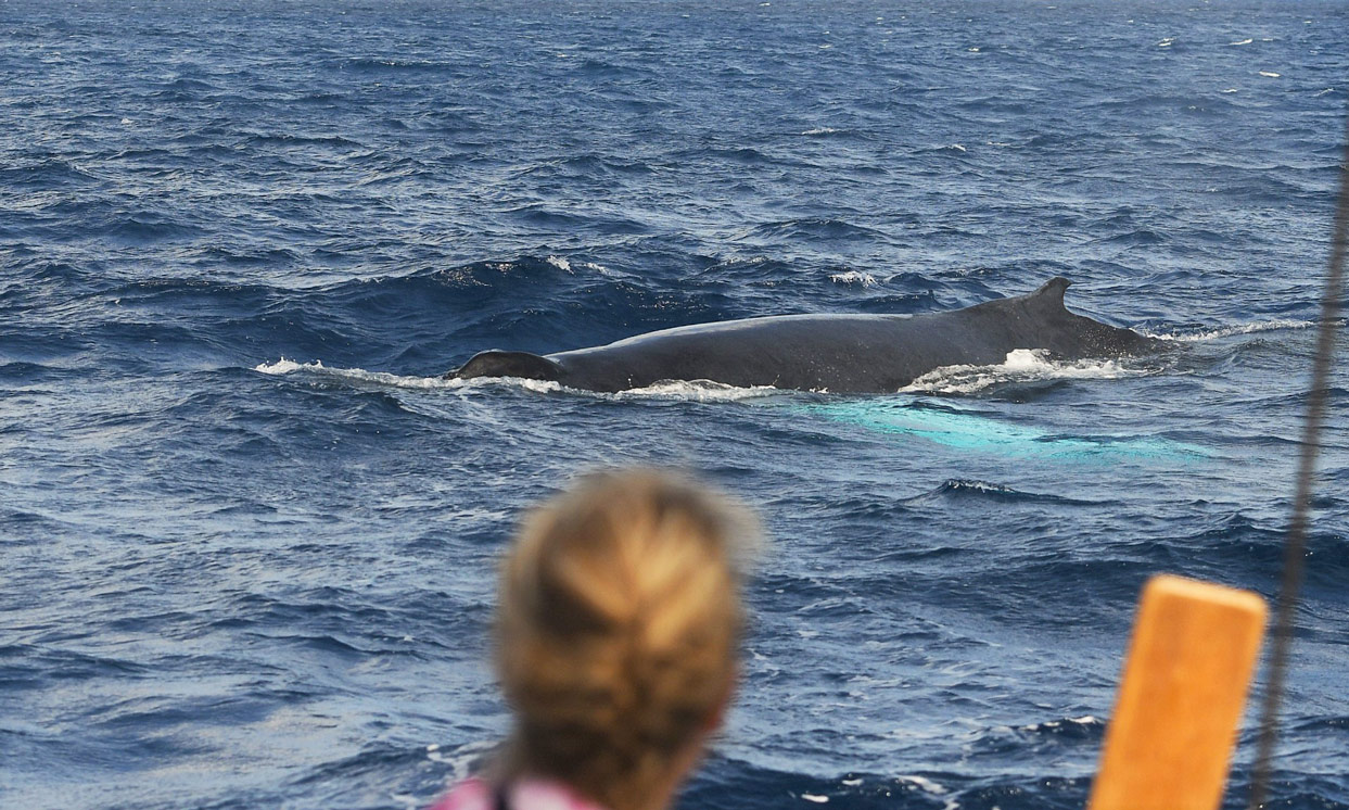 association ARVIK Ocean - Initiatives citoyennes pour l'océan