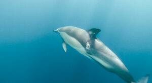 association ARVIK Ocean - Initiatives citoyennes pour l'océan